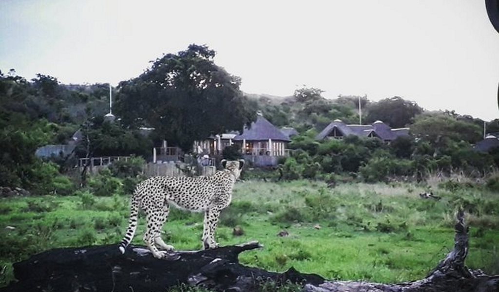 Nambiti Plains Private Game Lodge - Siyeza Safaris