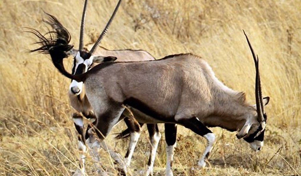 Nambiti Plains Private Game Lodge - Siyeza Safaris