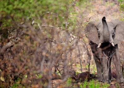 Nedile Lodge - Siyeza Safaris