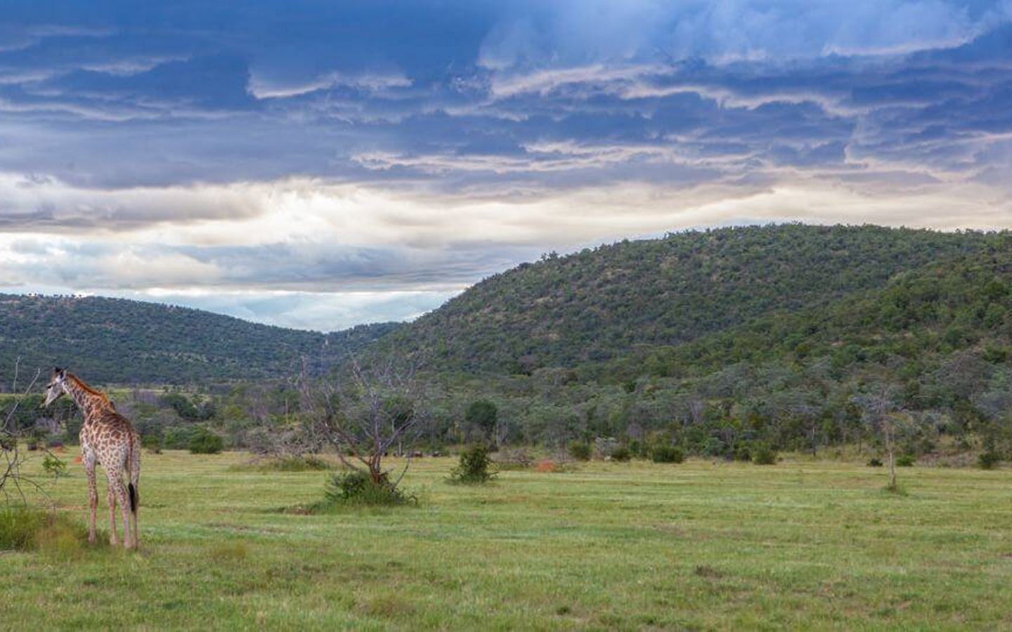 Nedile Lodge - Siyeza Safaris