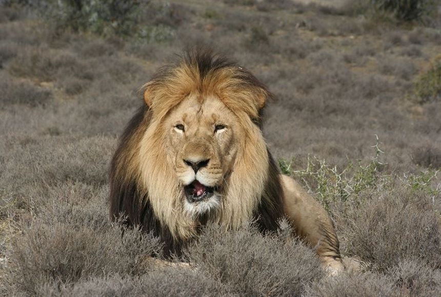 Kuzuko Lodge - Siyeza Safaris