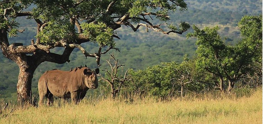 Rhino River Lodge - Siyeza Safaris