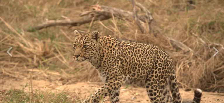 Thakadu River Camp - Siyeza Safaris