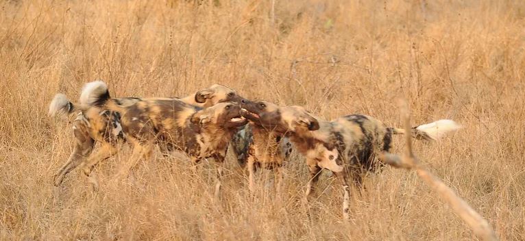 Thakadu River Camp - Siyeza Safaris
